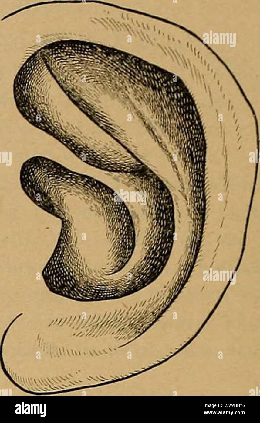 The Philippine journal of science . Fig. 6.—Tlie Nugrnid ear.Filipino ...