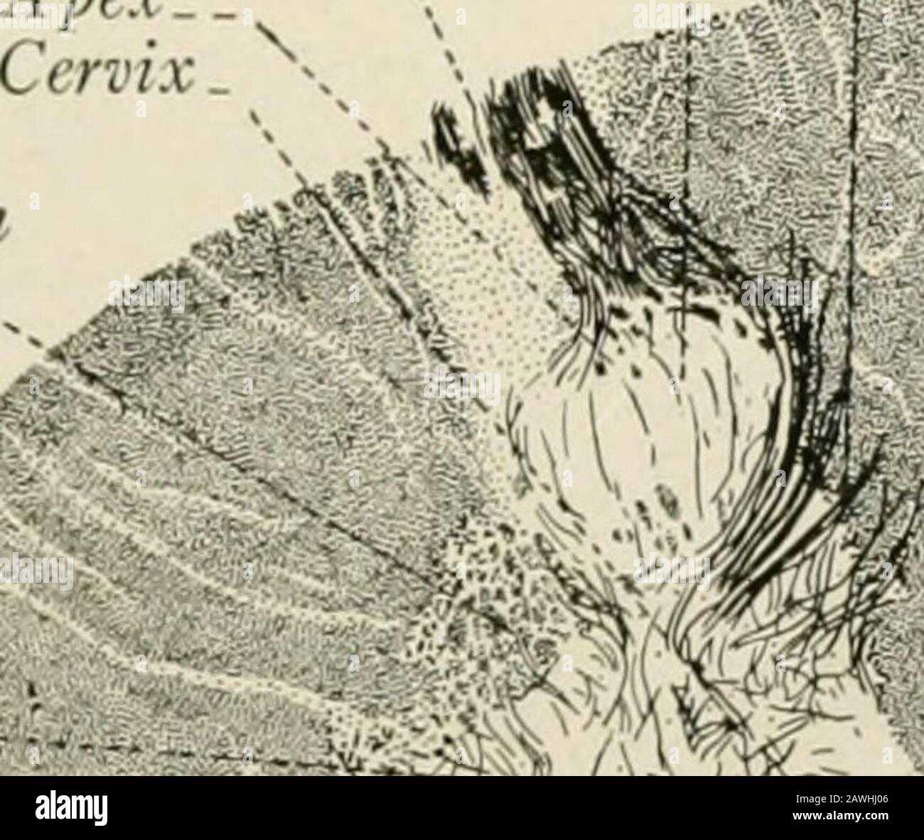 Posterior Intermediate Sulcus