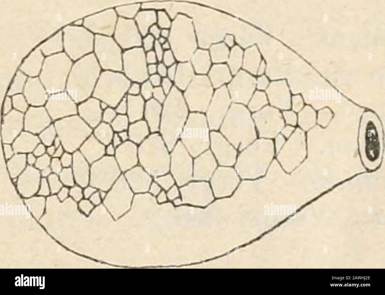 Felderung hi-res stock photography and images - Alamy