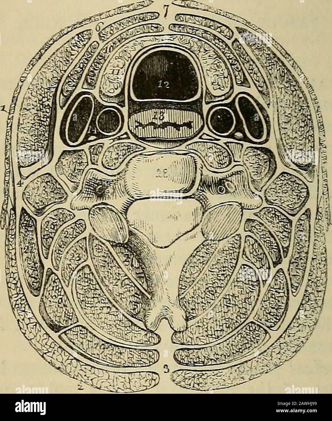 Cervical fascia hi-res stock photography and images - Alamy