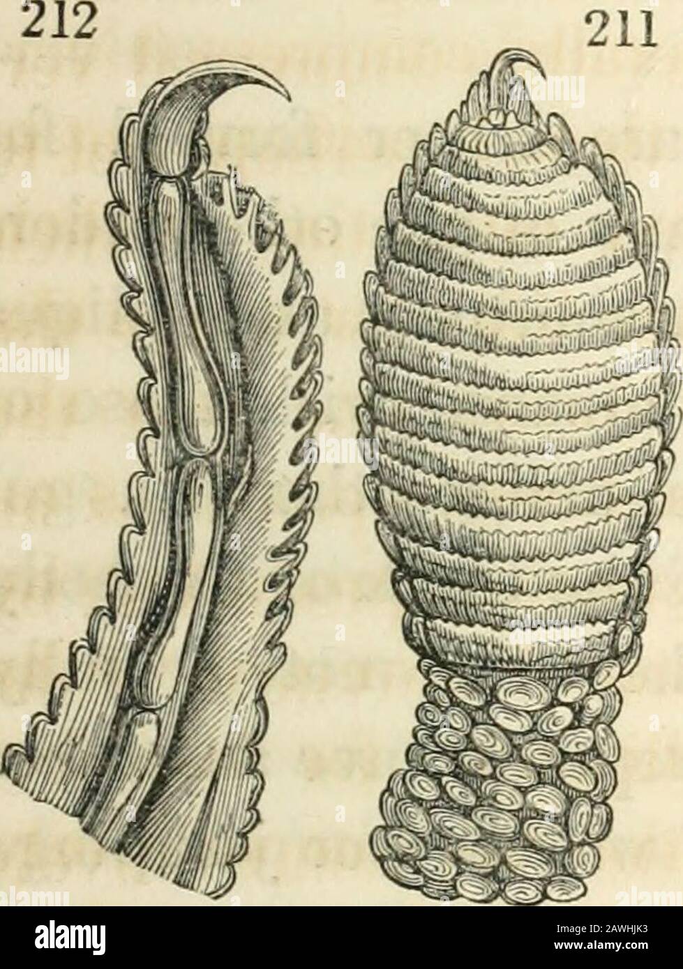 Foot of a house fly hi-res stock photography and images - Alamy