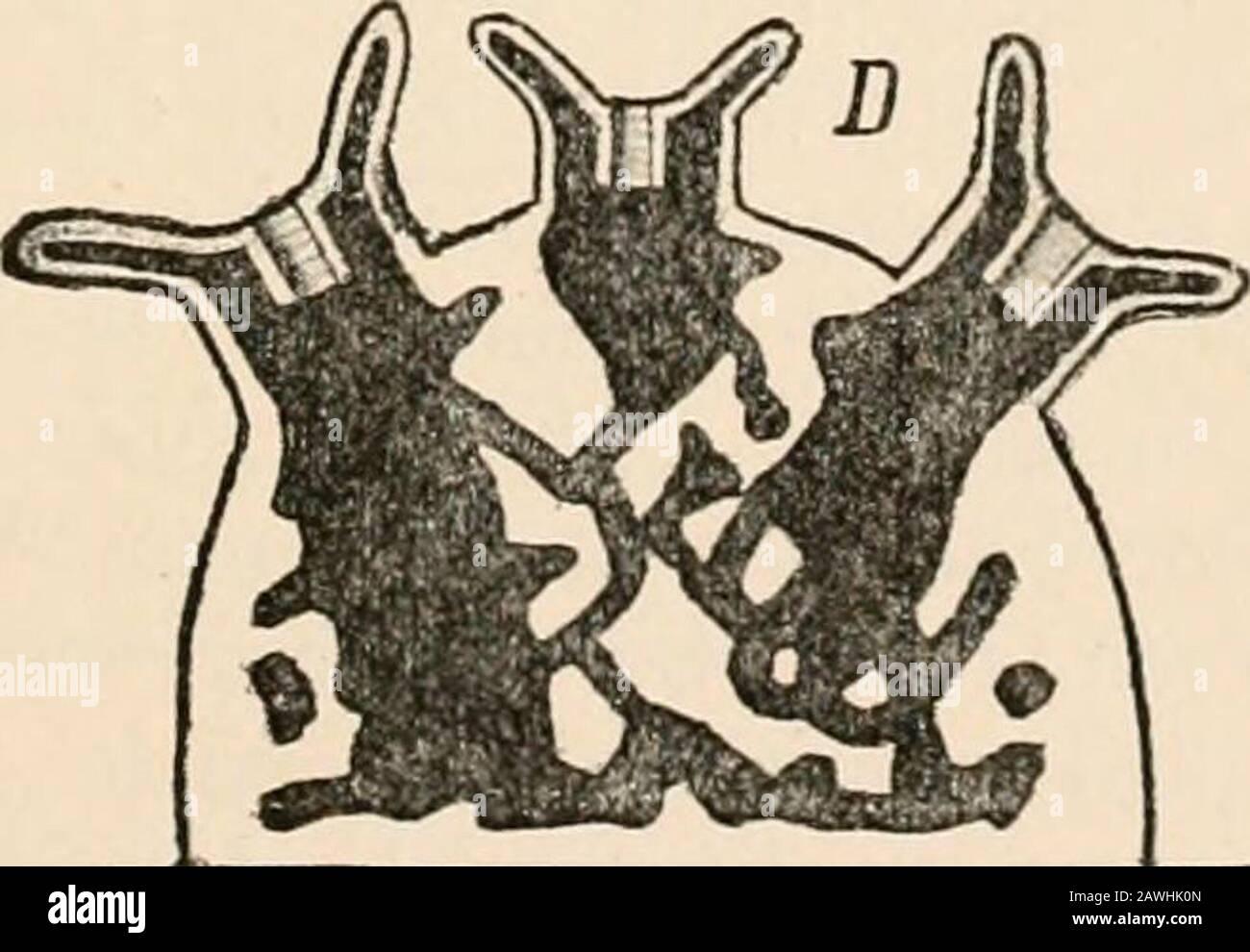 Text-book of comparative anatomy . FIG. 82.—Diagrams illustrative of ...