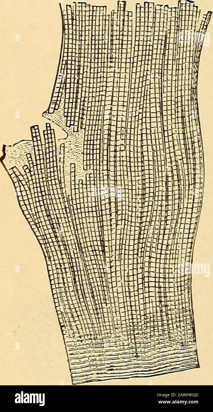 Anatomy, physiology and hygiene . Non-striated Fibres of Involuntary ...