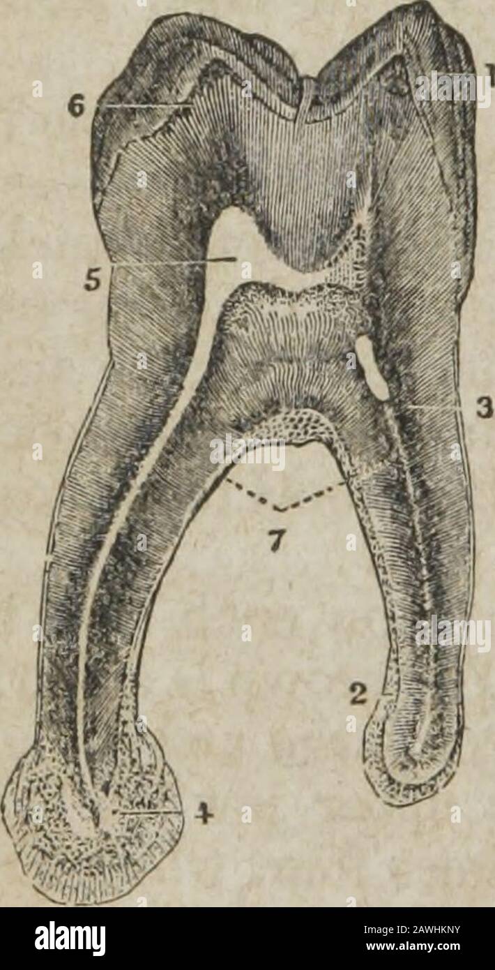 Thinner tooth hi-res stock photography and images - Alamy