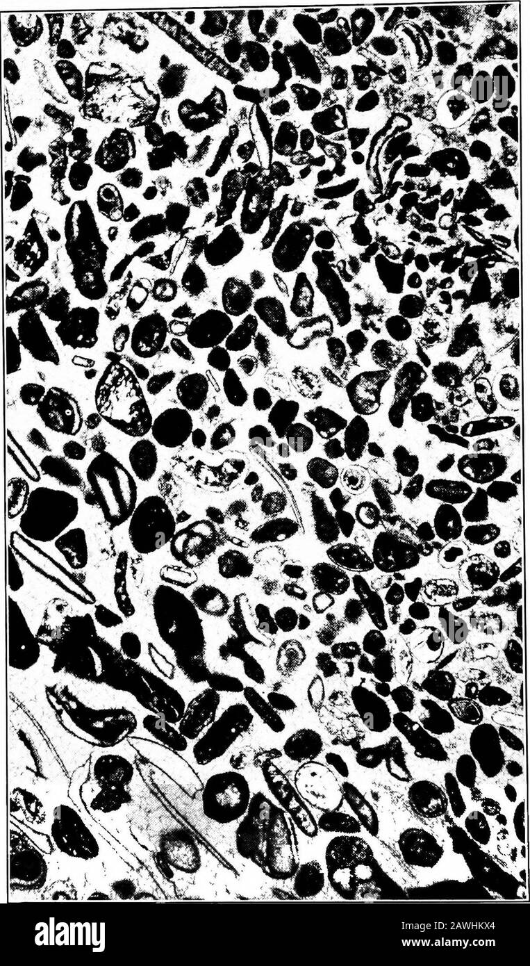 The deep boring at Spur . Plate 6. Vertical section through another ...