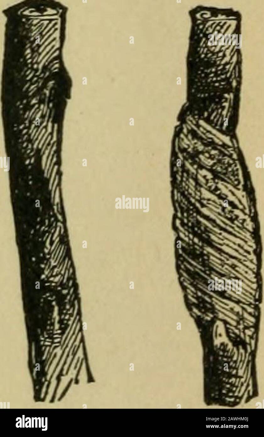 Wedge grafting hi-res stock photography and images - Alamy