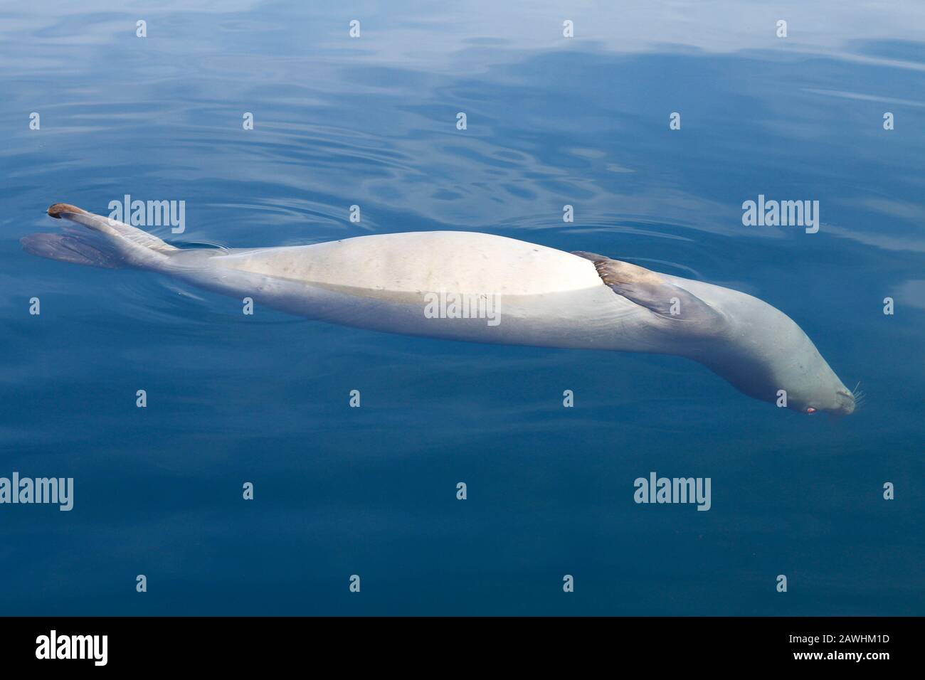 Mediterranean monk seal hi-res stock photography and images - Alamy