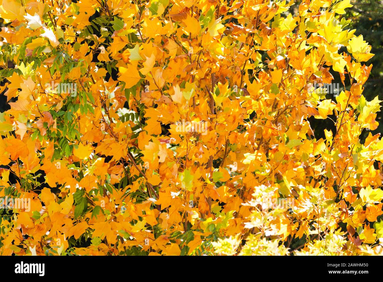 Changing abstract golden background hi-res stock photography and images ...