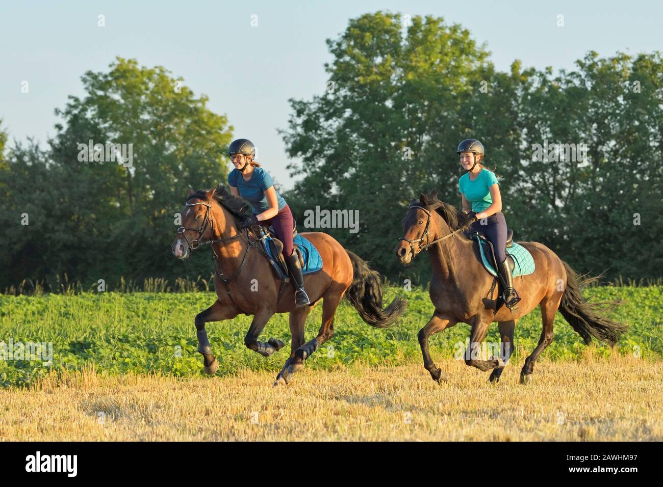 Two rider on back of German ponies cantering in a stubble field Stock ...
