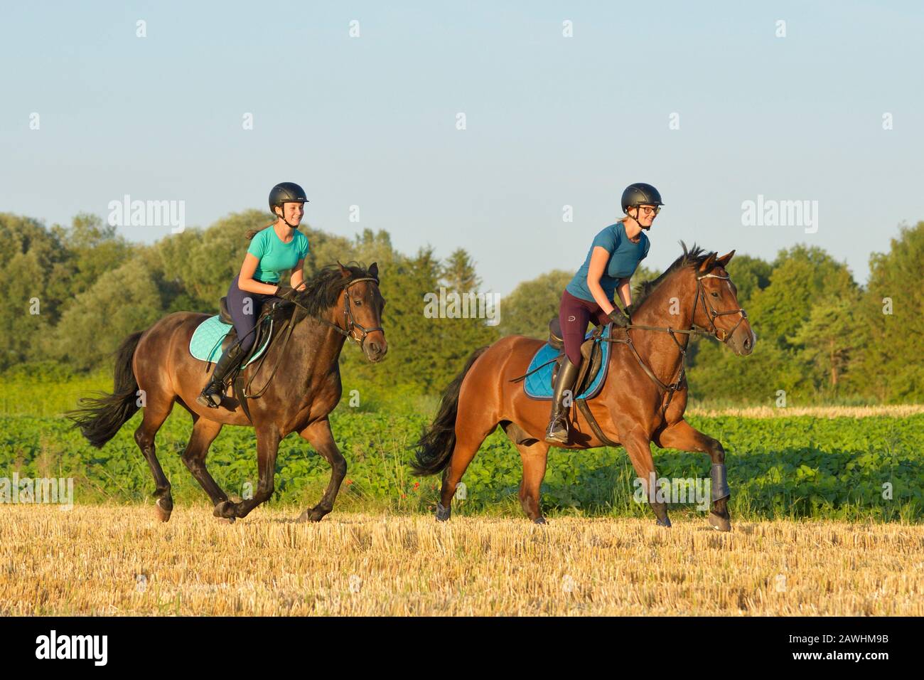 Two rider on back of German ponies cantering in a stubble field Stock ...