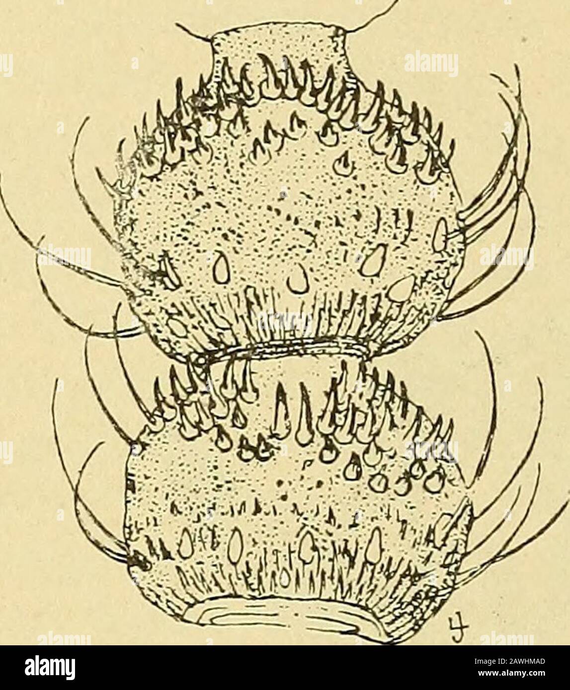 Terminal lobes hi-res stock photography and images - Alamy