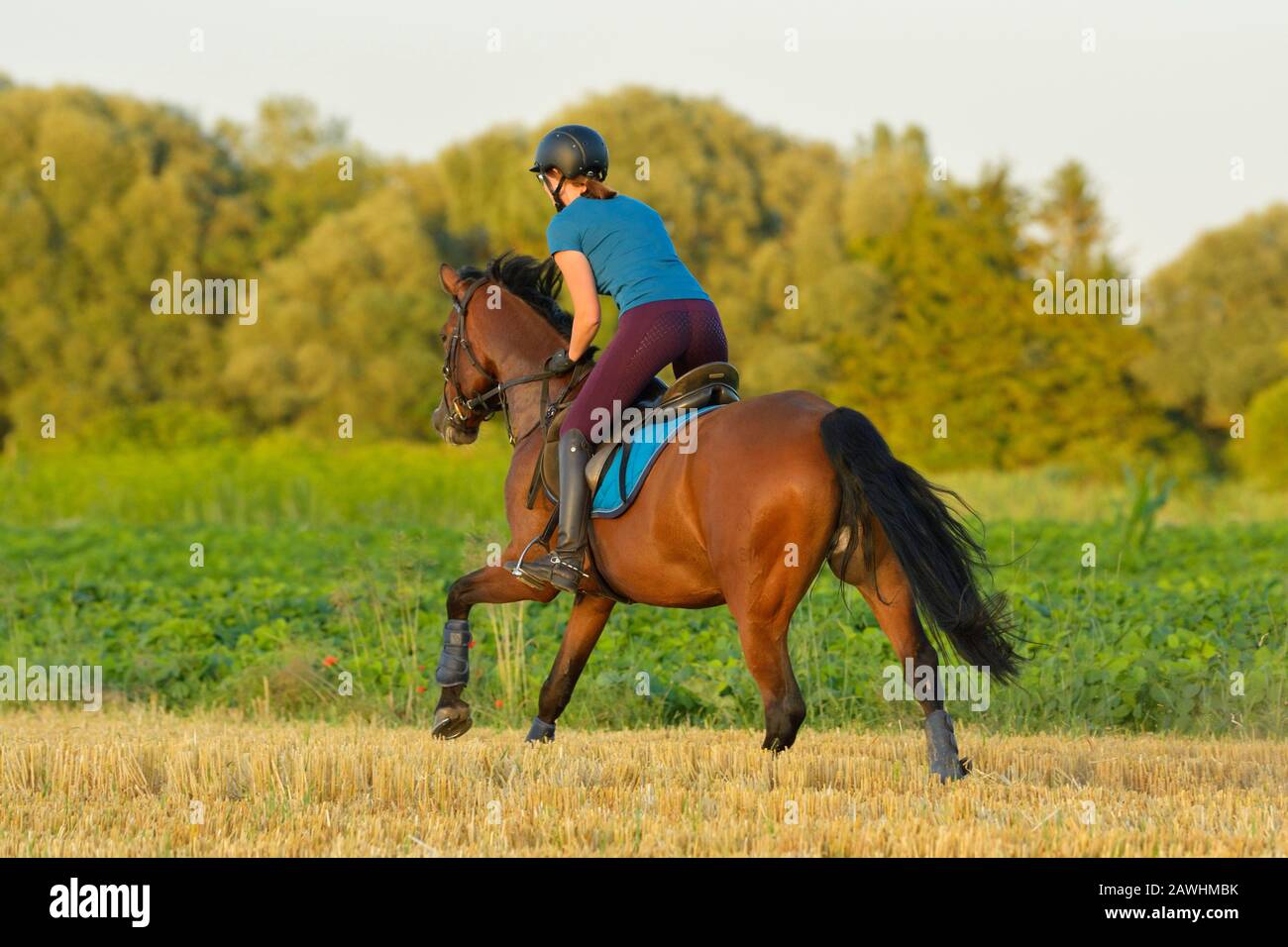 Young rider on back of a German pony cantering in a stubble field in ...