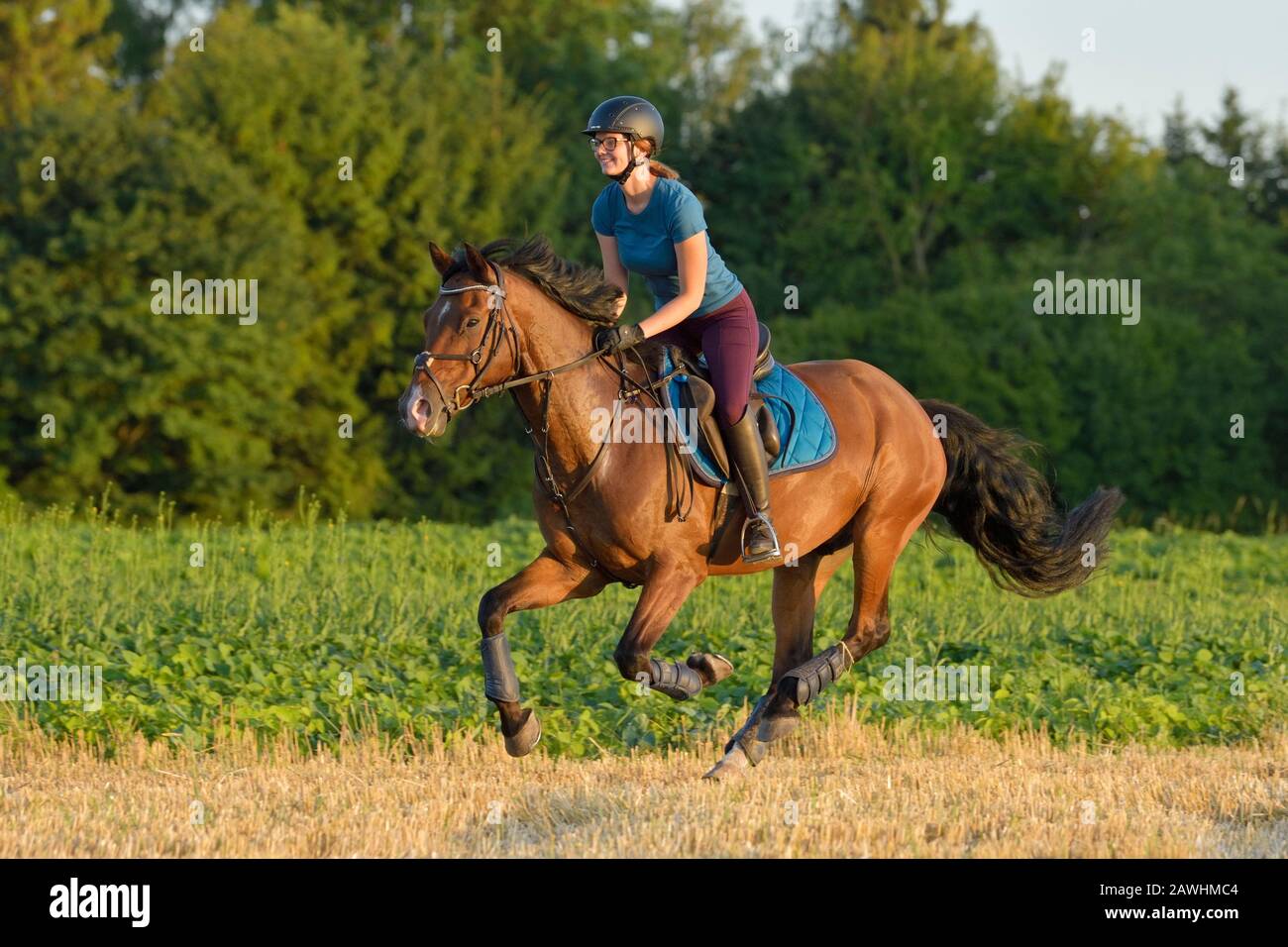 Young rider on back of a German pony cantering in a stubble field in ...