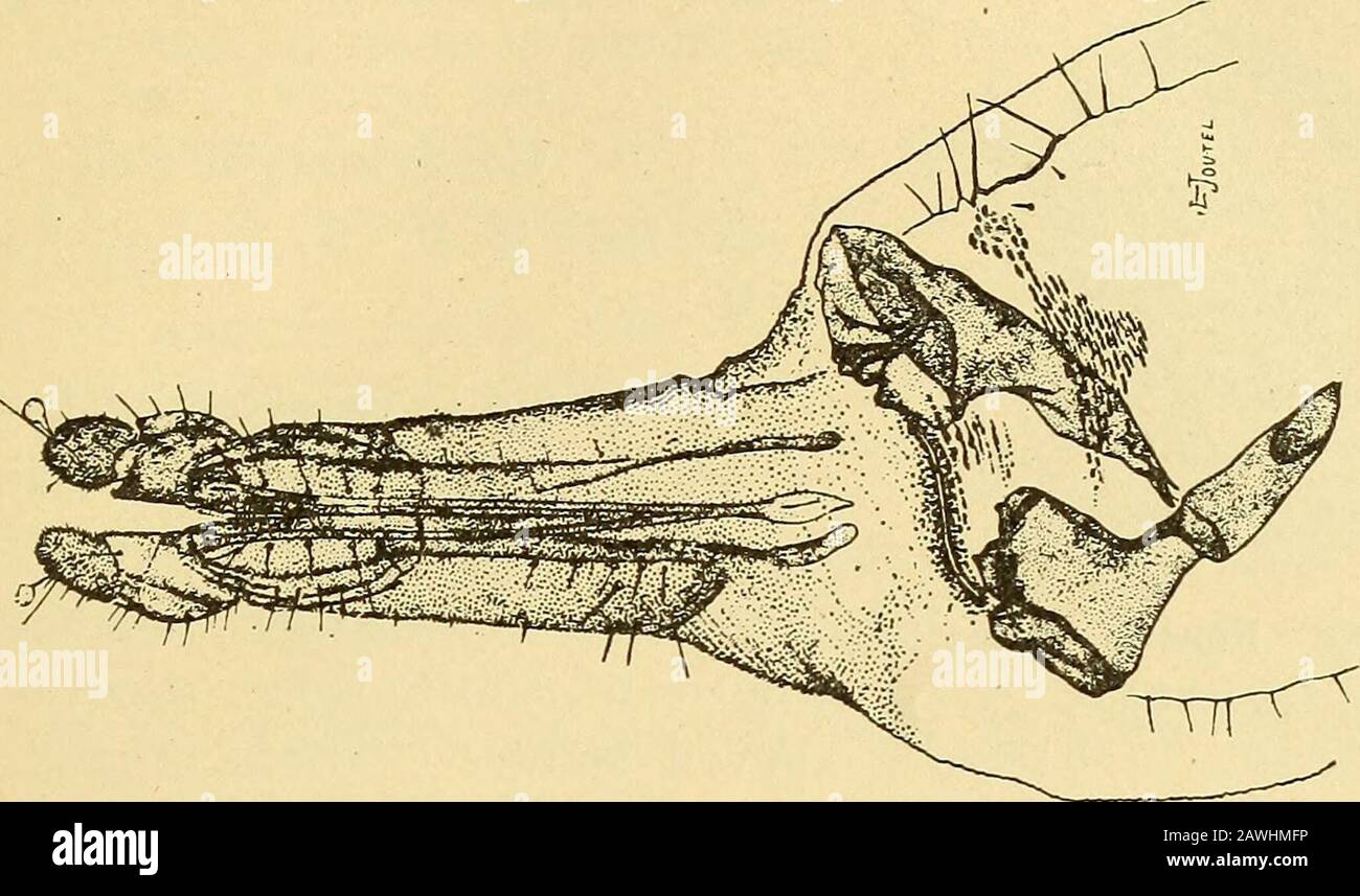Cecid hi-res stock photography and images - Alamy