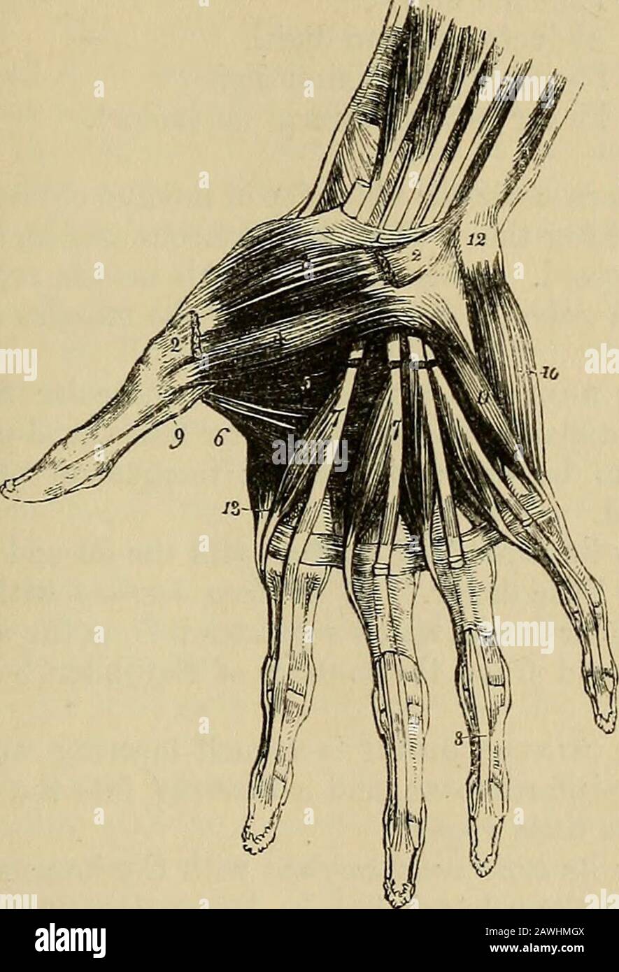 The anatomist's vade mecum : a system of human anatomy . pezio ...