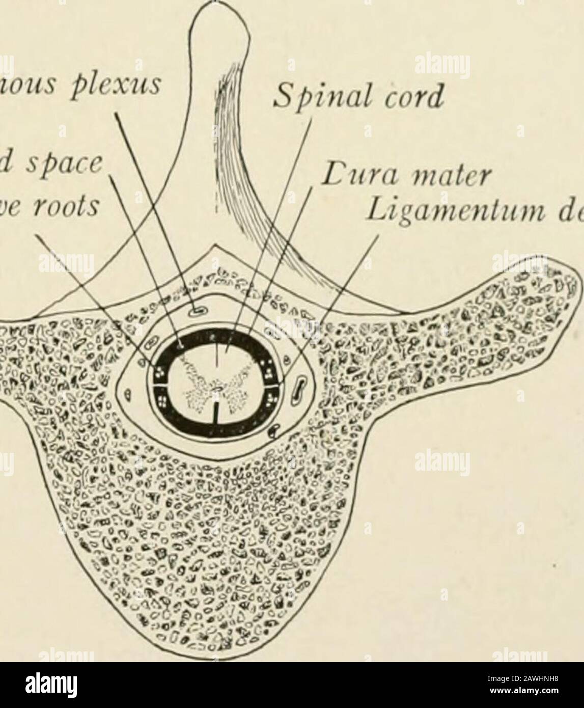 Subarachnoid Space Spinal Cord