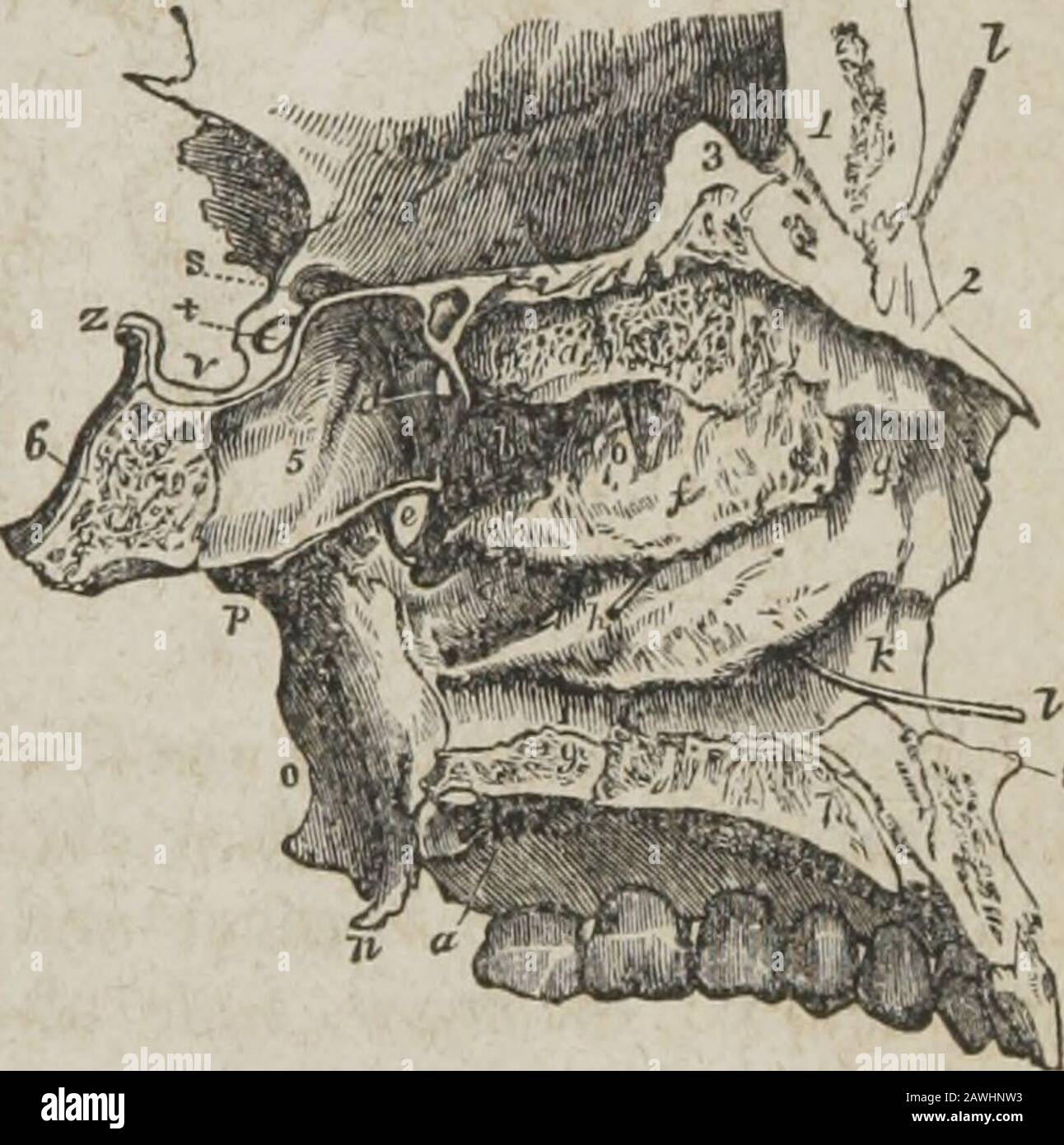 A system of human anatomy, general and special . superior turbinated ...