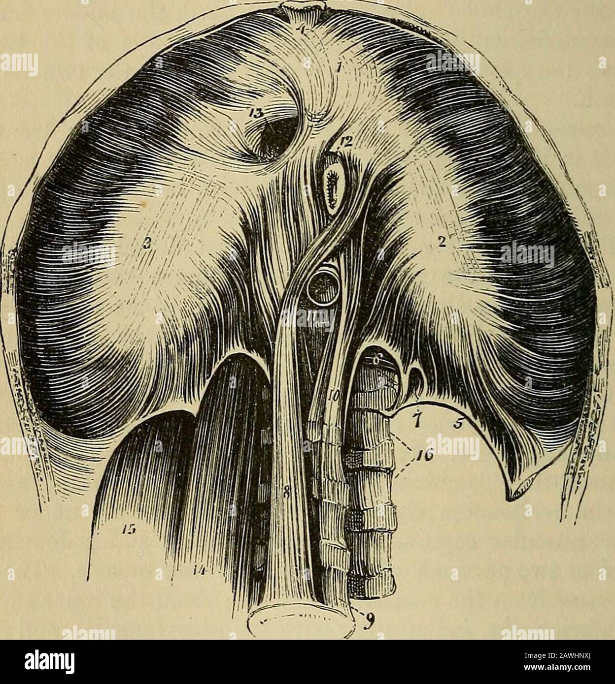 The anatomist's vade mecum : a system of human anatomy . roprium, is a ...