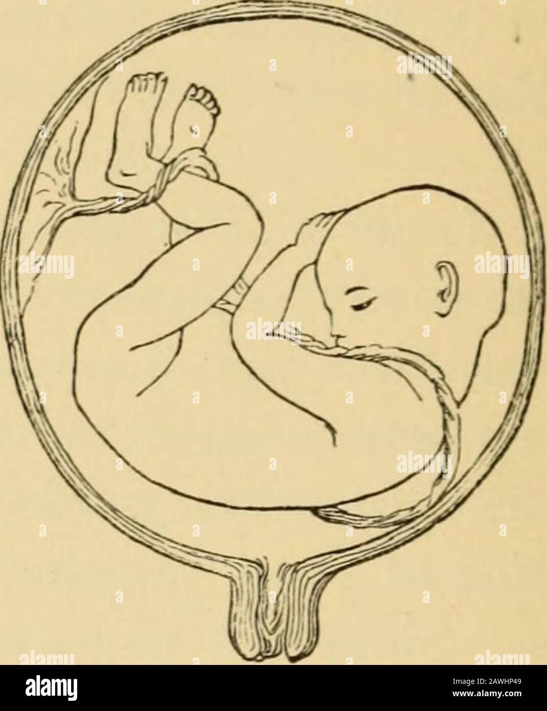 A system of obstetrics . Fig. 240.. Adaptation to each other of the Two ...