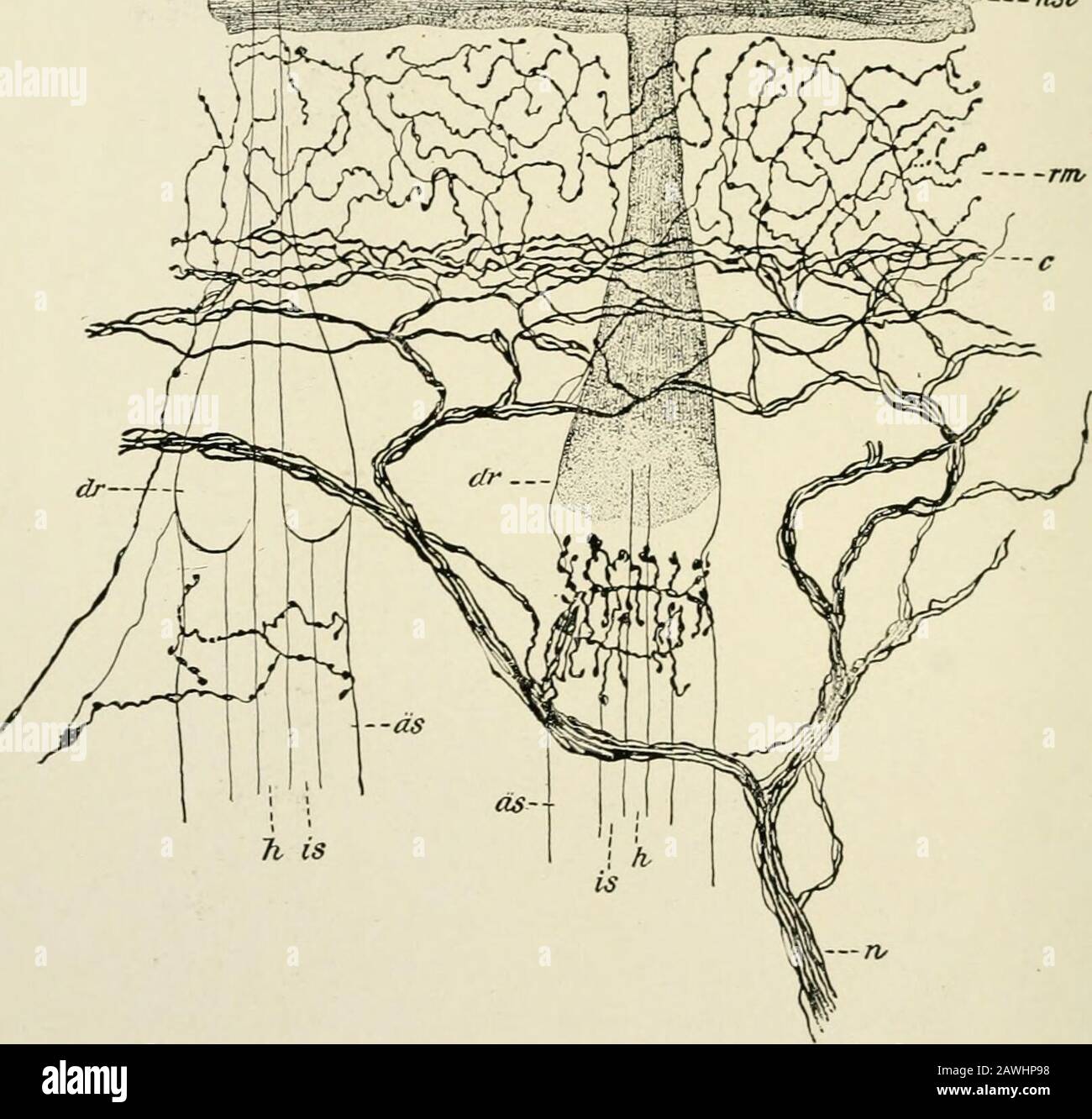 The anatomy of the nervous system, from the standpoint of development ...