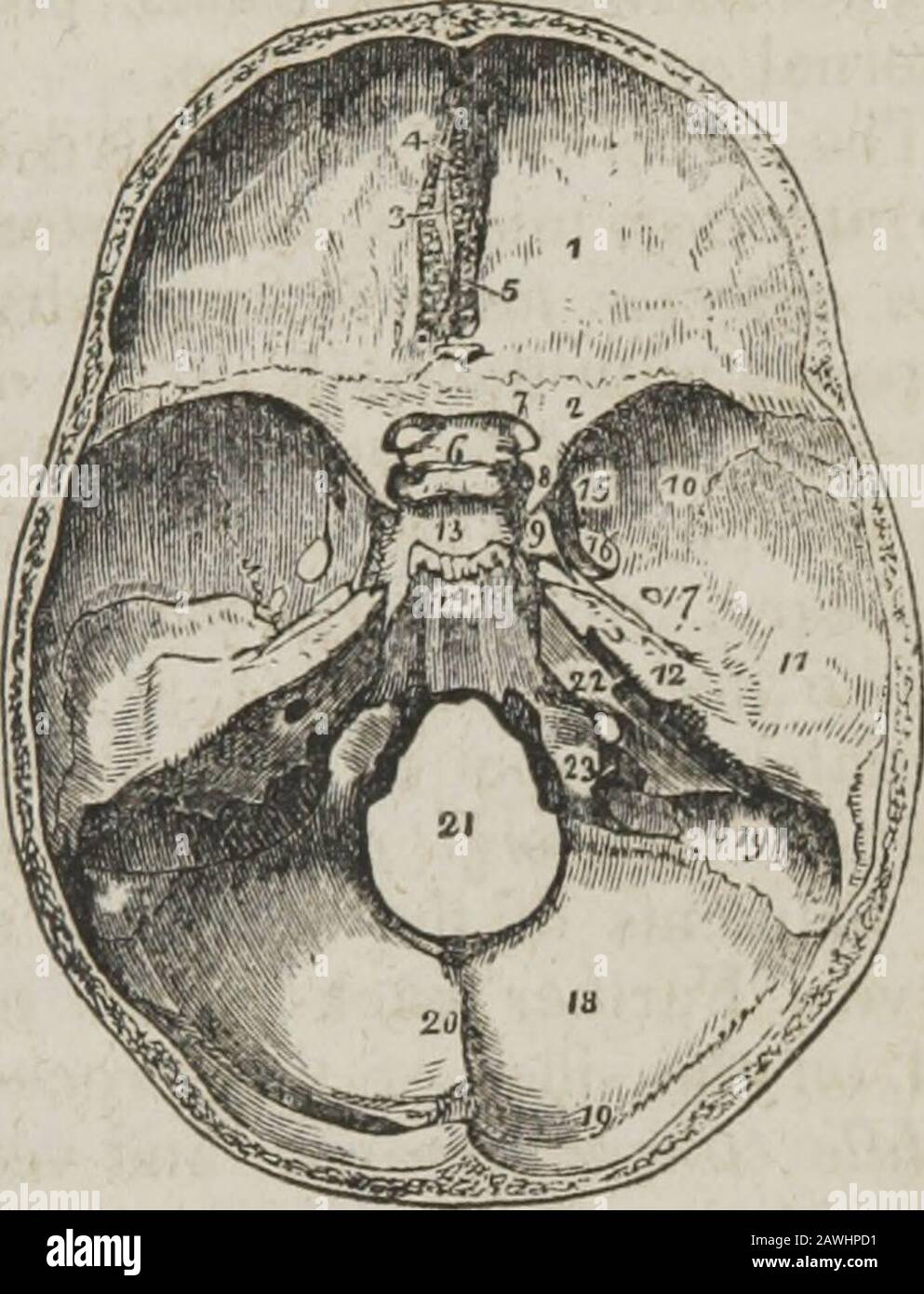 A system of human anatomy, general and special . * A front view of the ...