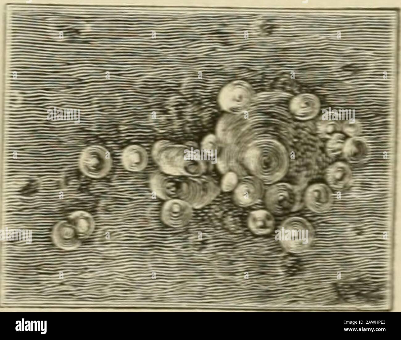 San jose scale insect pest hi-res stock photography and images - Alamy