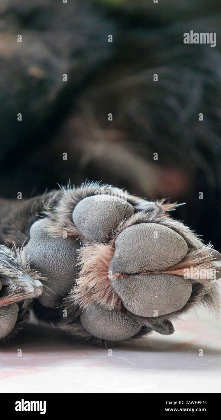 black dog paw close up on marble ground Stock Photo - Alamy