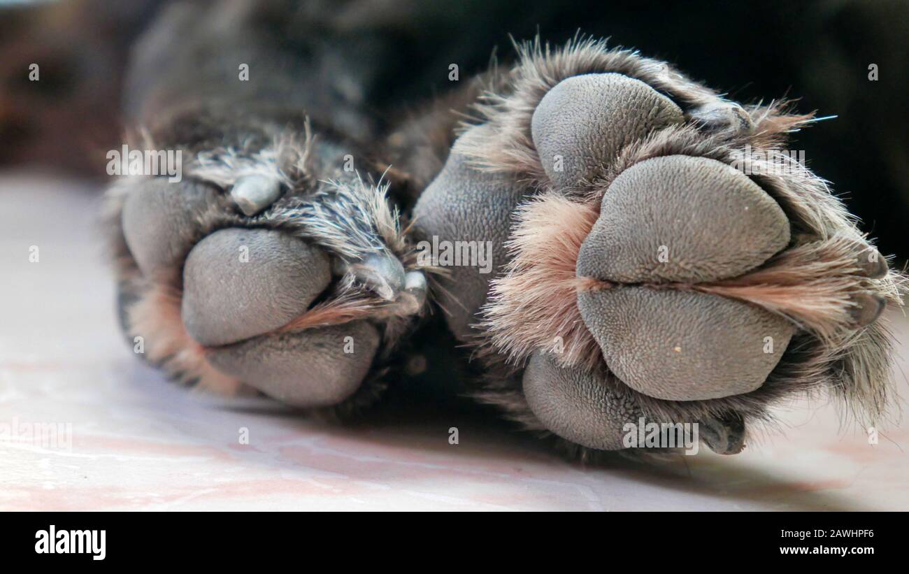 Black fluffy dog paw hi-res stock photography and images - Alamy