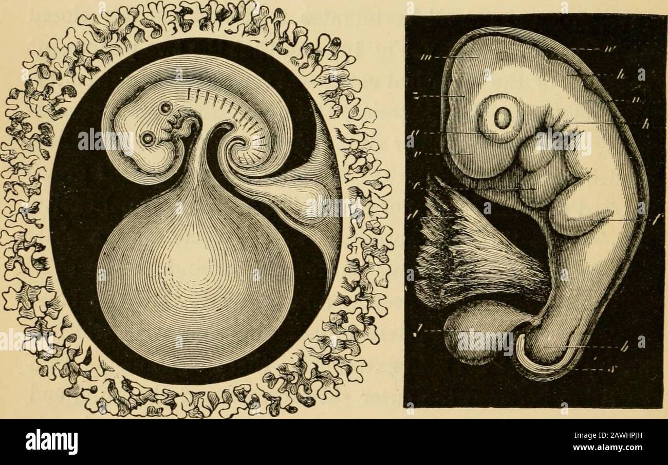 The evolution of man : a popular exposition of the principal points of ...