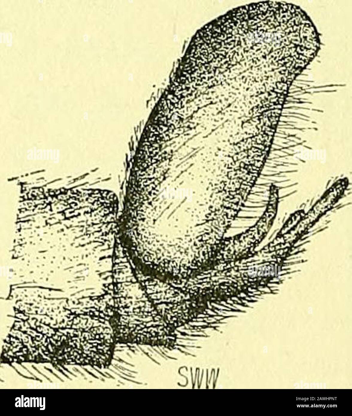 Transverse tube forming hi-res stock photography and images - Alamy