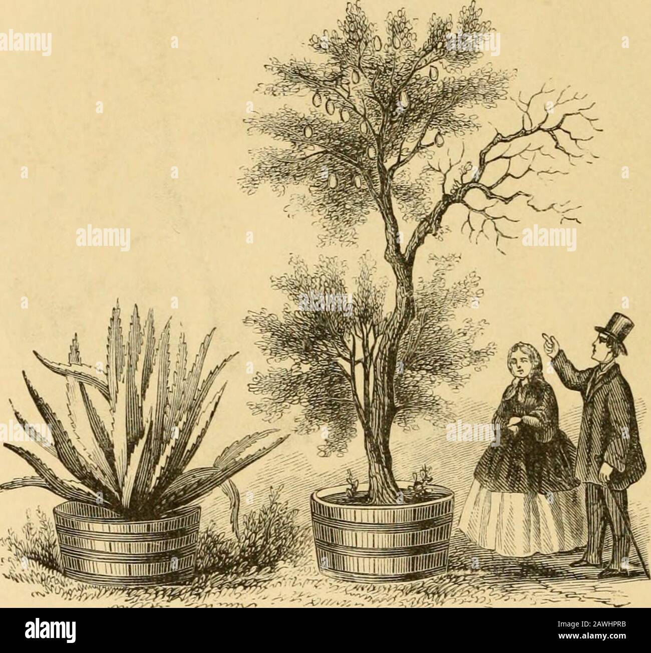 John bartram garden hi-res stock photography and images - Alamy