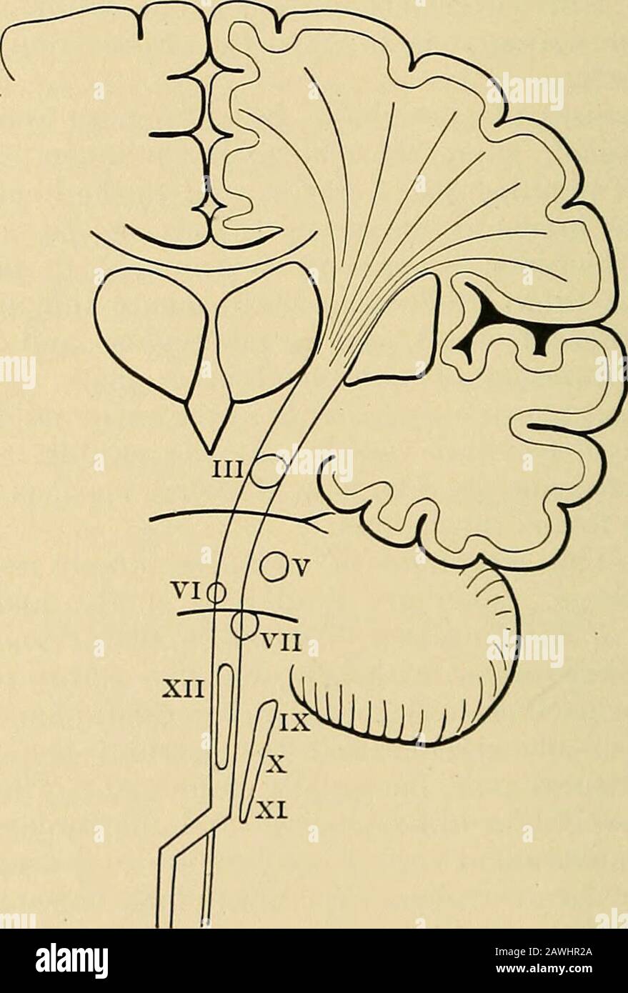 Plegia hi-res stock photography and images - Alamy