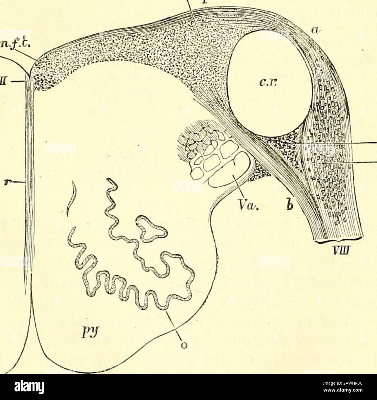 Quain's elements of anatomy . sideas the central canal opens, so that ...