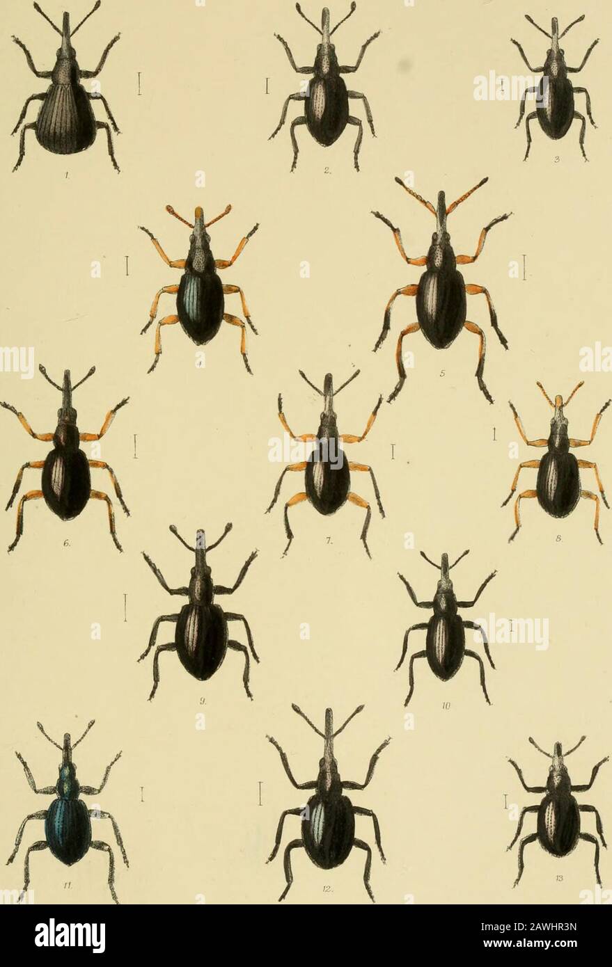 Apricans hi-res stock photography and images - Alamy