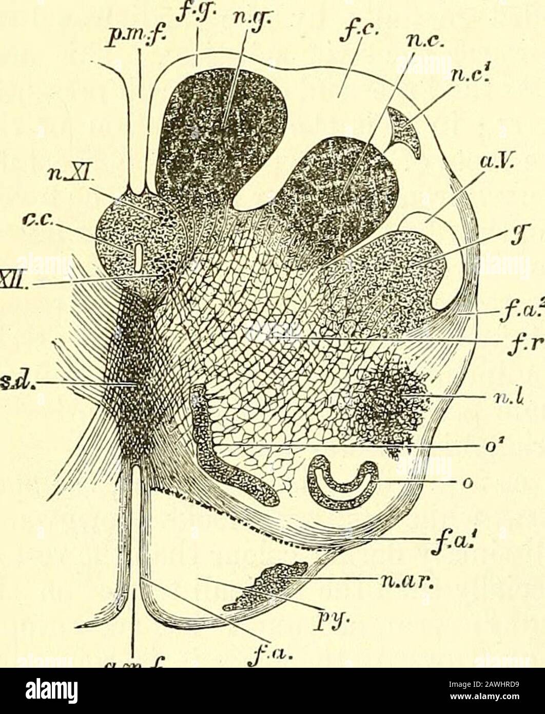 Formatio Reticularis High Resolution Stock Photography and Images - Alamy