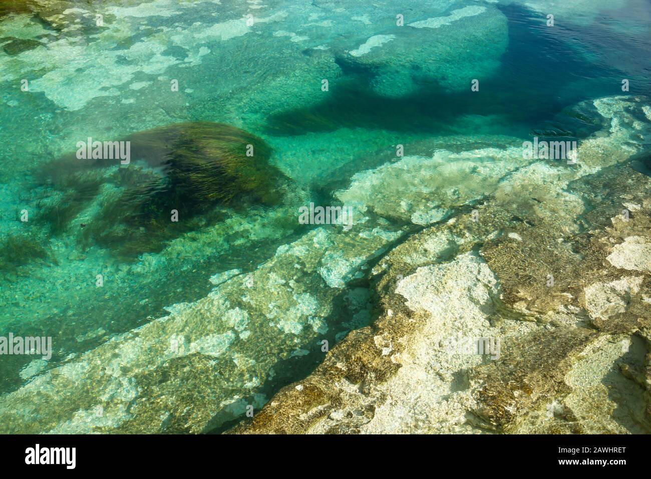 Plants and rocks in sunny turquoise colored lagoon surrounded by ...