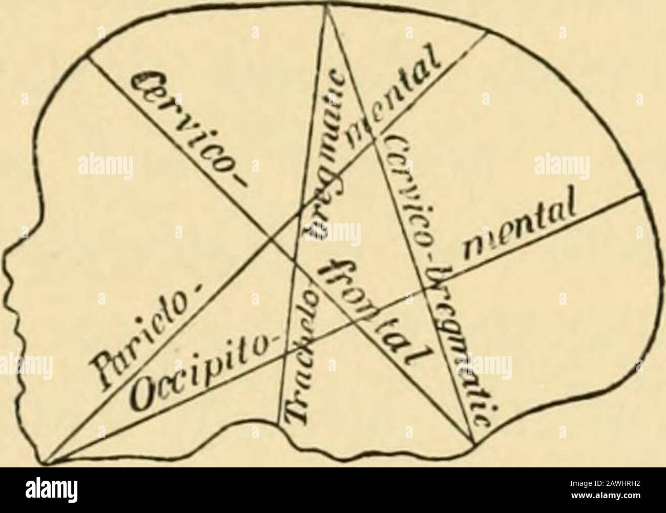 Pelvic circumference hi-res stock photography and images - Alamy