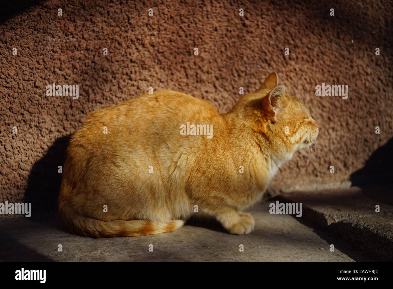 Ginger cat is resting in a sunny courtyard, side view in profile Stock ...