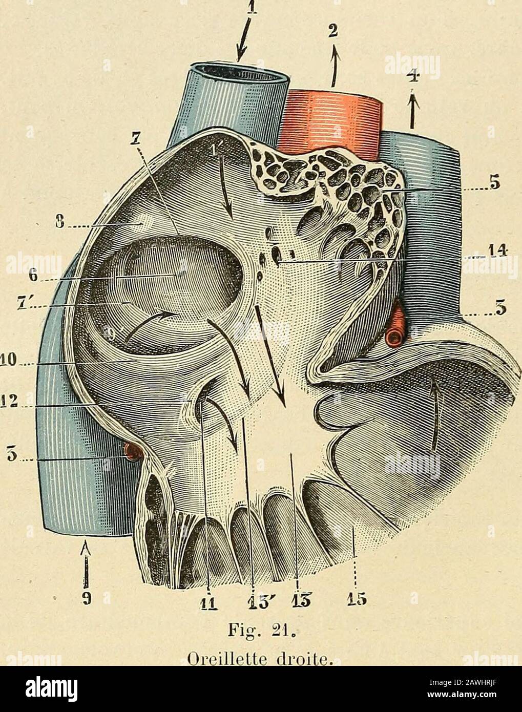 Traité d'anatomie humaine . te, il semble avoir pour effet (Retzius) de ...