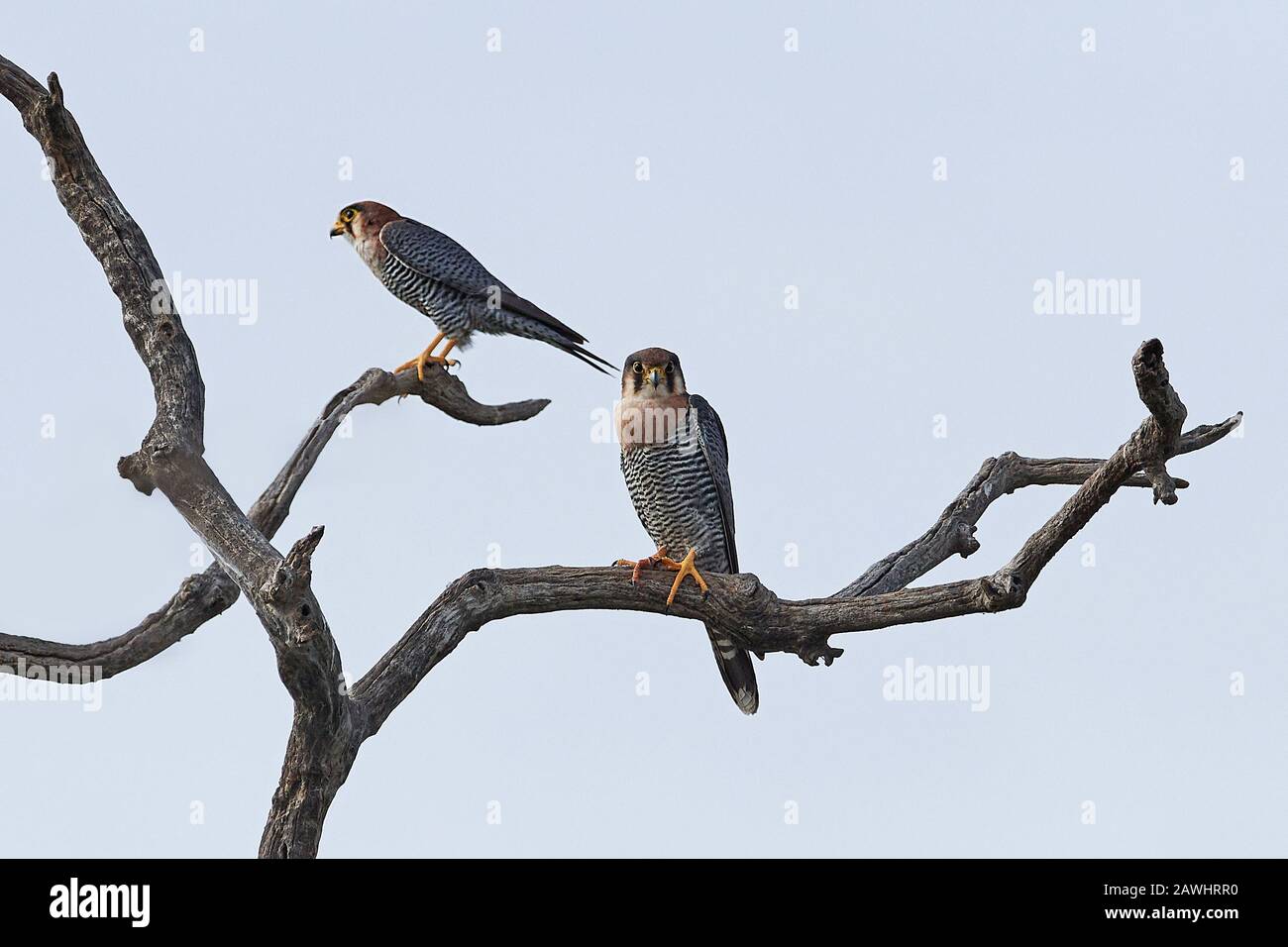 Red-necked falcon in its natural habitat in The Gambia Stock Photo - Alamy