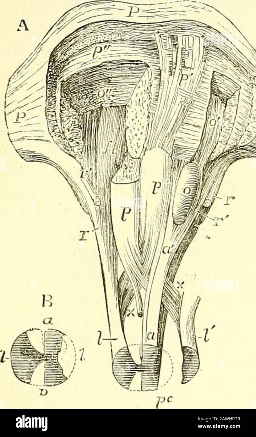 Quain's elements of anatomy . level of the tubercle of Kolando ...