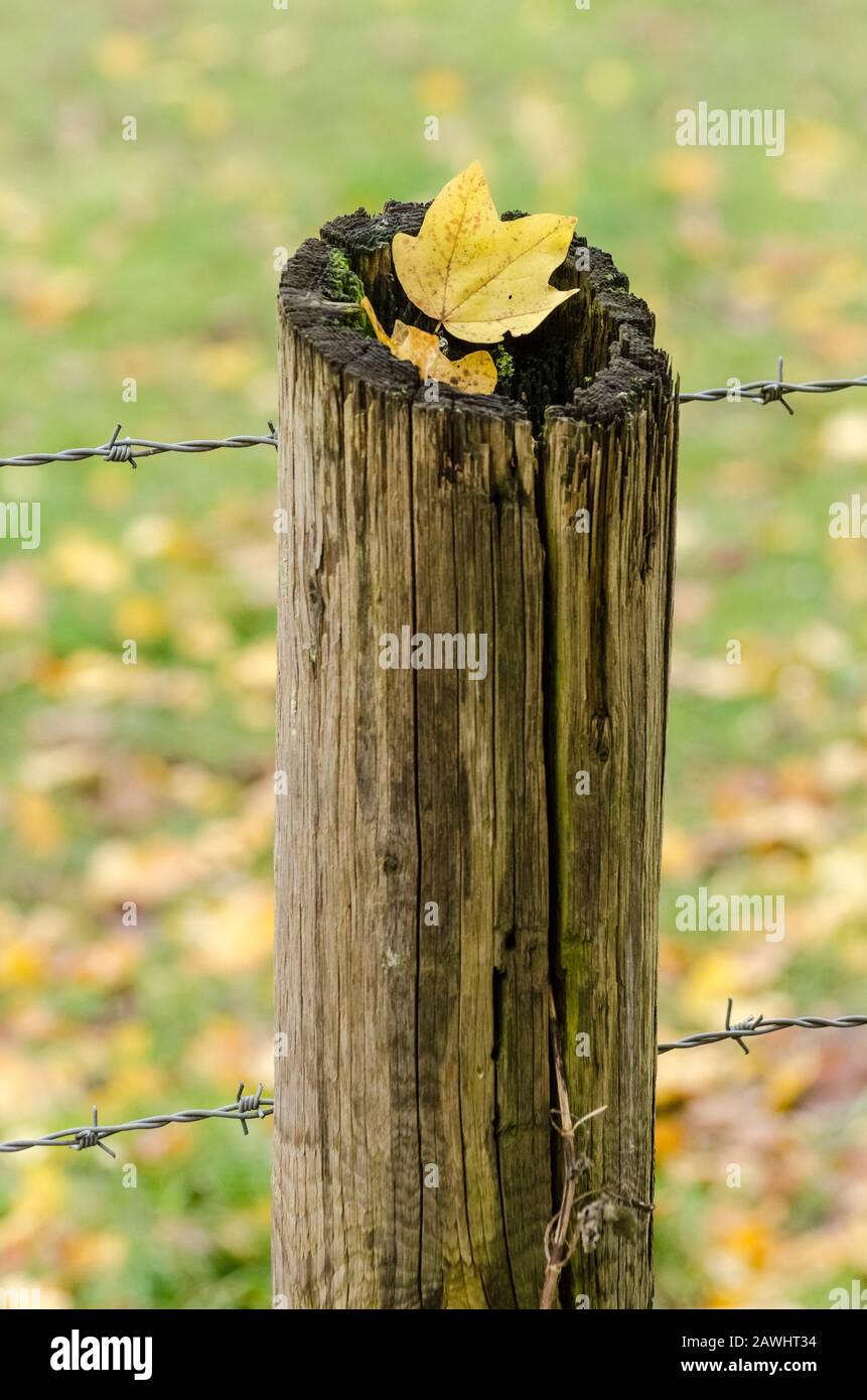 Yellow barrier fence hi-res stock photography and images - Alamy