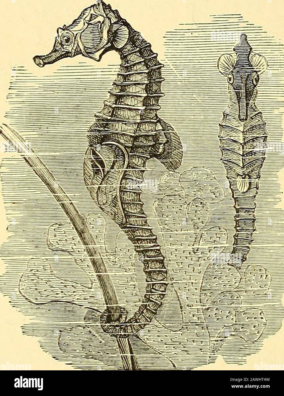 Cylindrical aquarium hi-res stock photography and images - Alamy