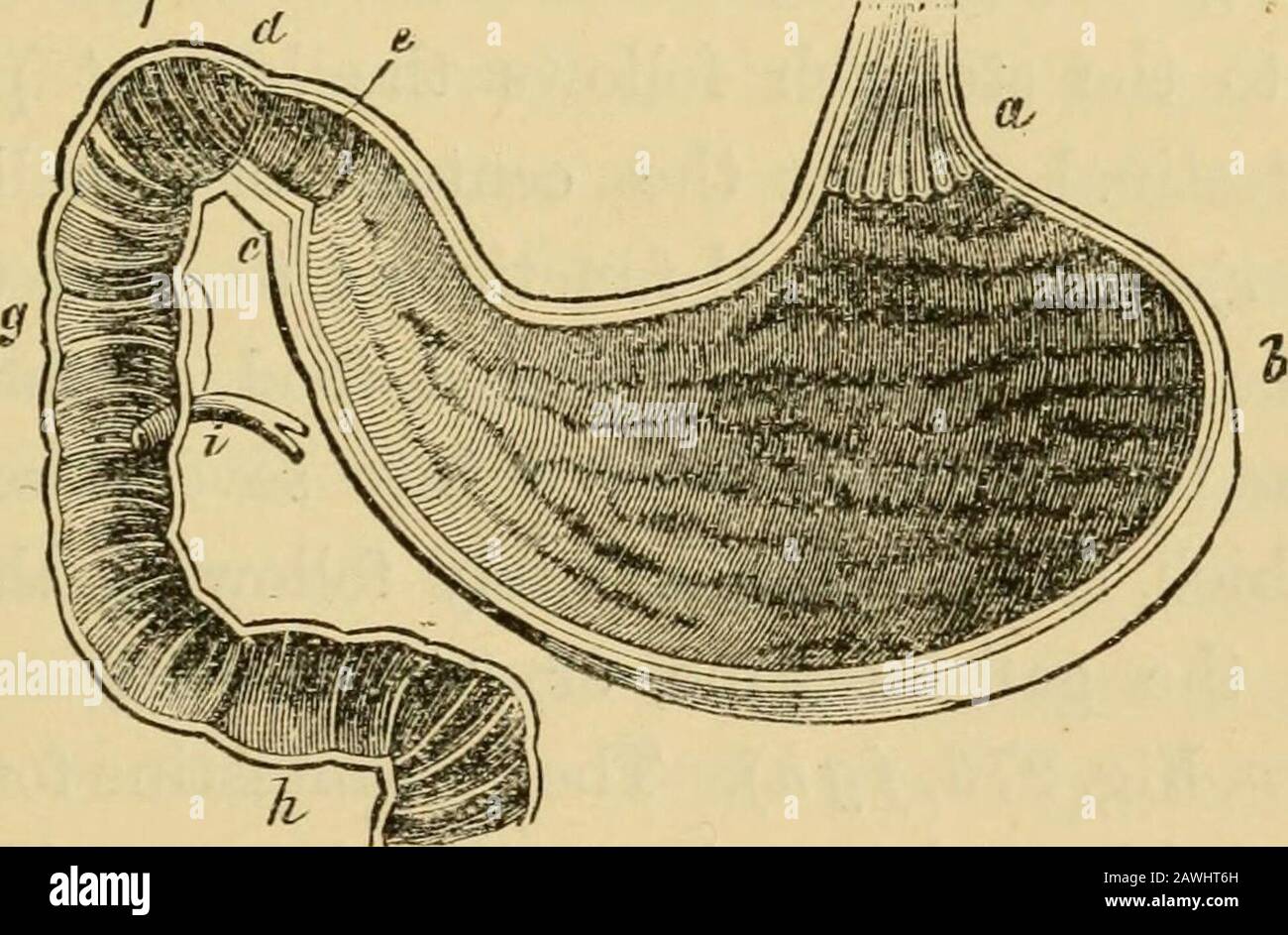 Transverse partition hi-res stock photography and images - Alamy