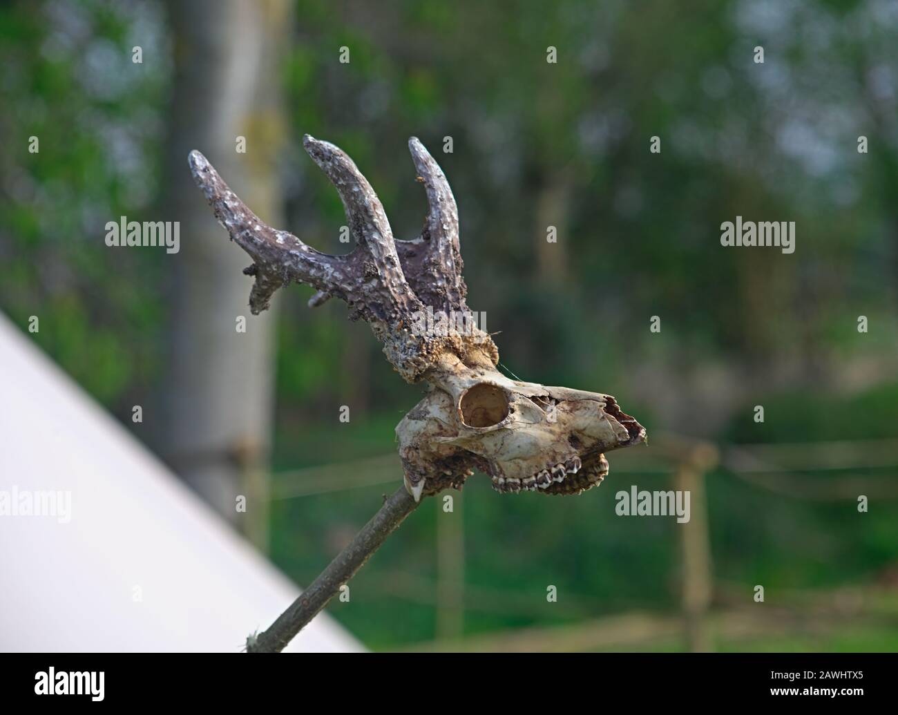 White background animal trophy hi-res stock photography and images - Alamy