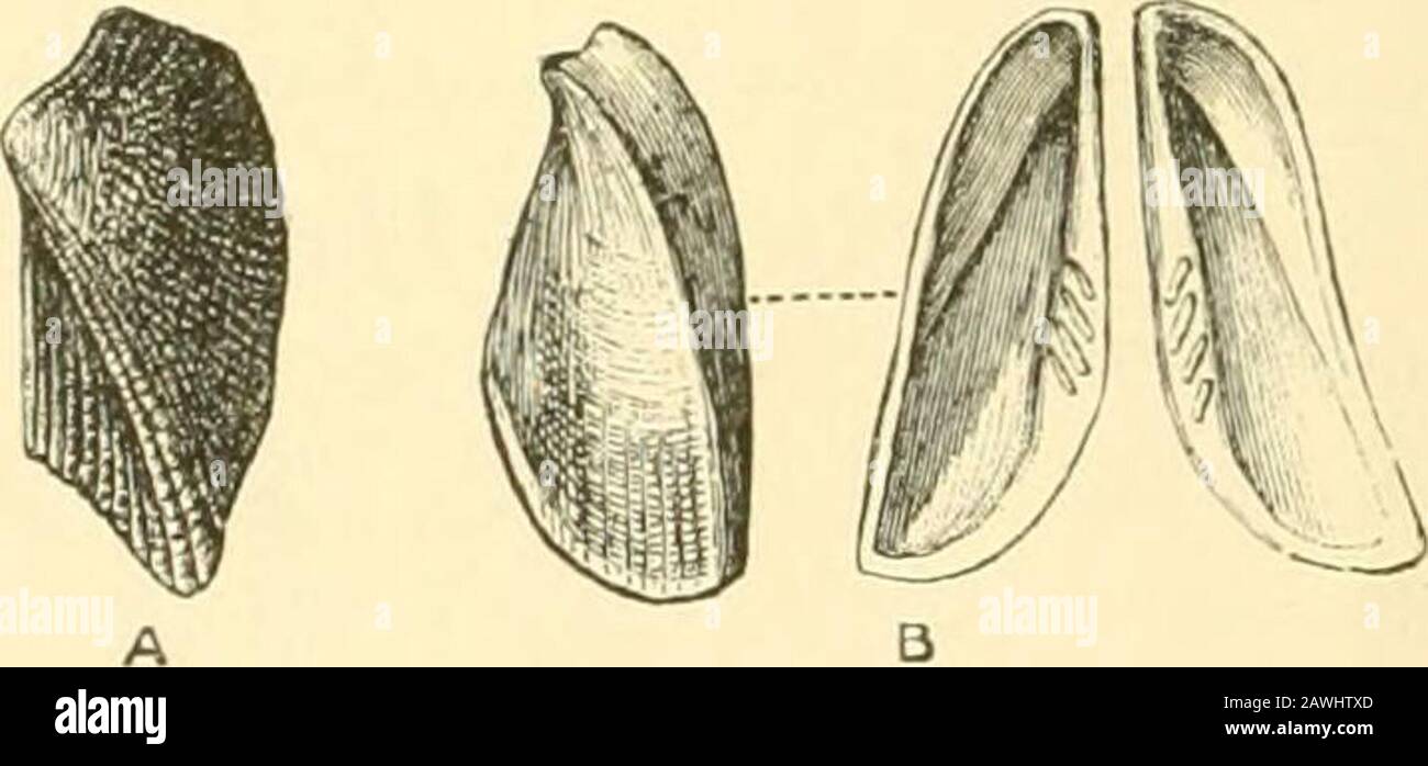 The Cambridge natural history . Fig. 8.—A, Tlie common Mytilus edulisL ...