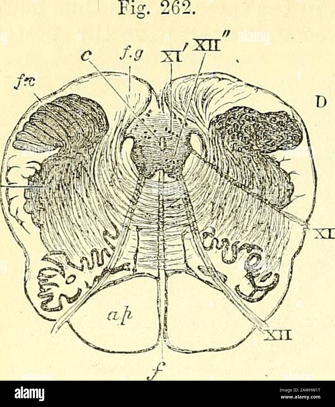 Quain's elements of anatomy . ry nerve ; XII, the hypoglossal nerve ; p ...