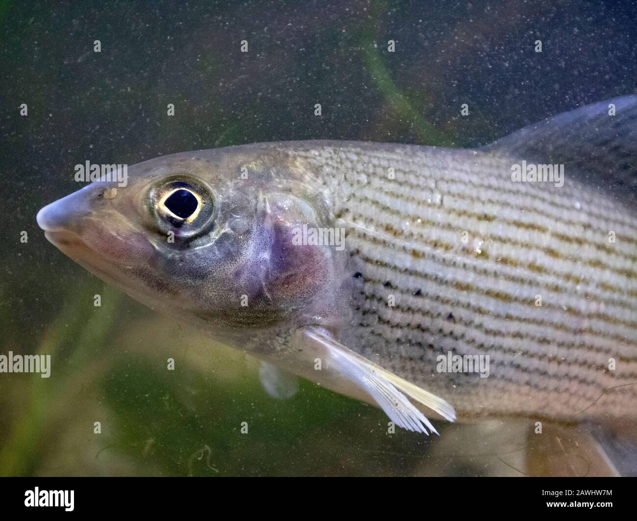 Thymallus underwater hi-res stock photography and images - Alamy