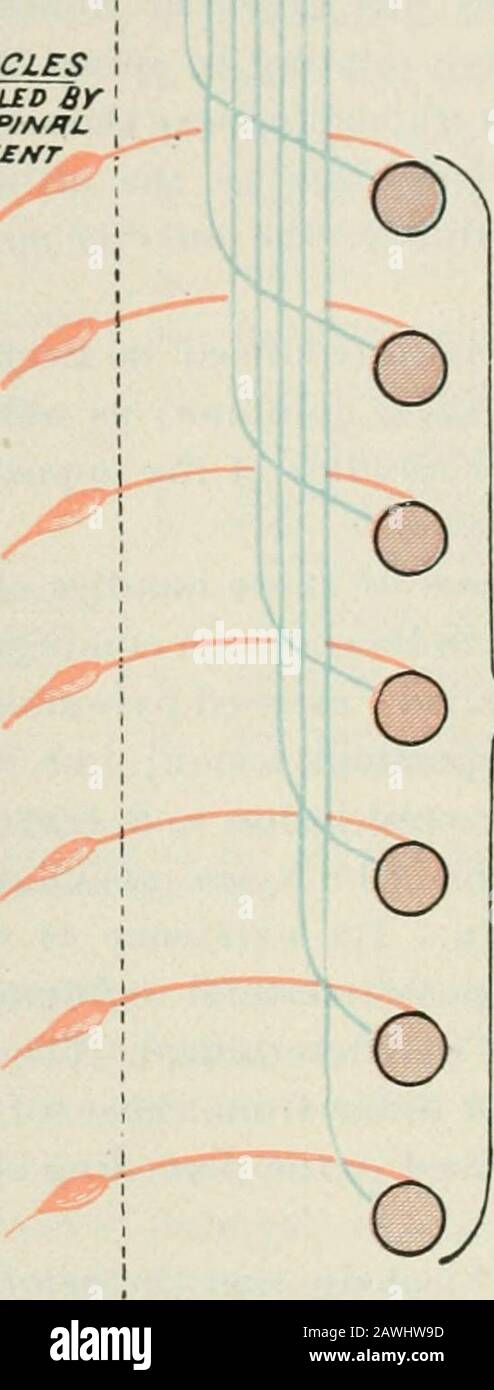 Motor fibres hi-res stock photography and images - Alamy