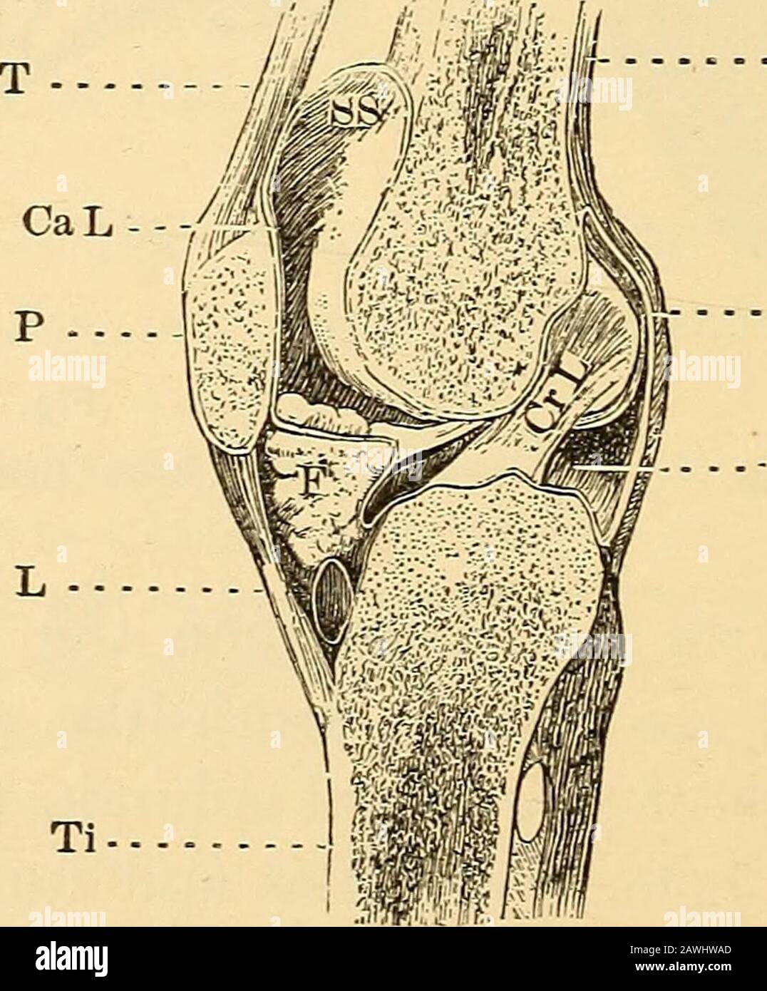 Knee Anatomy And Physiology